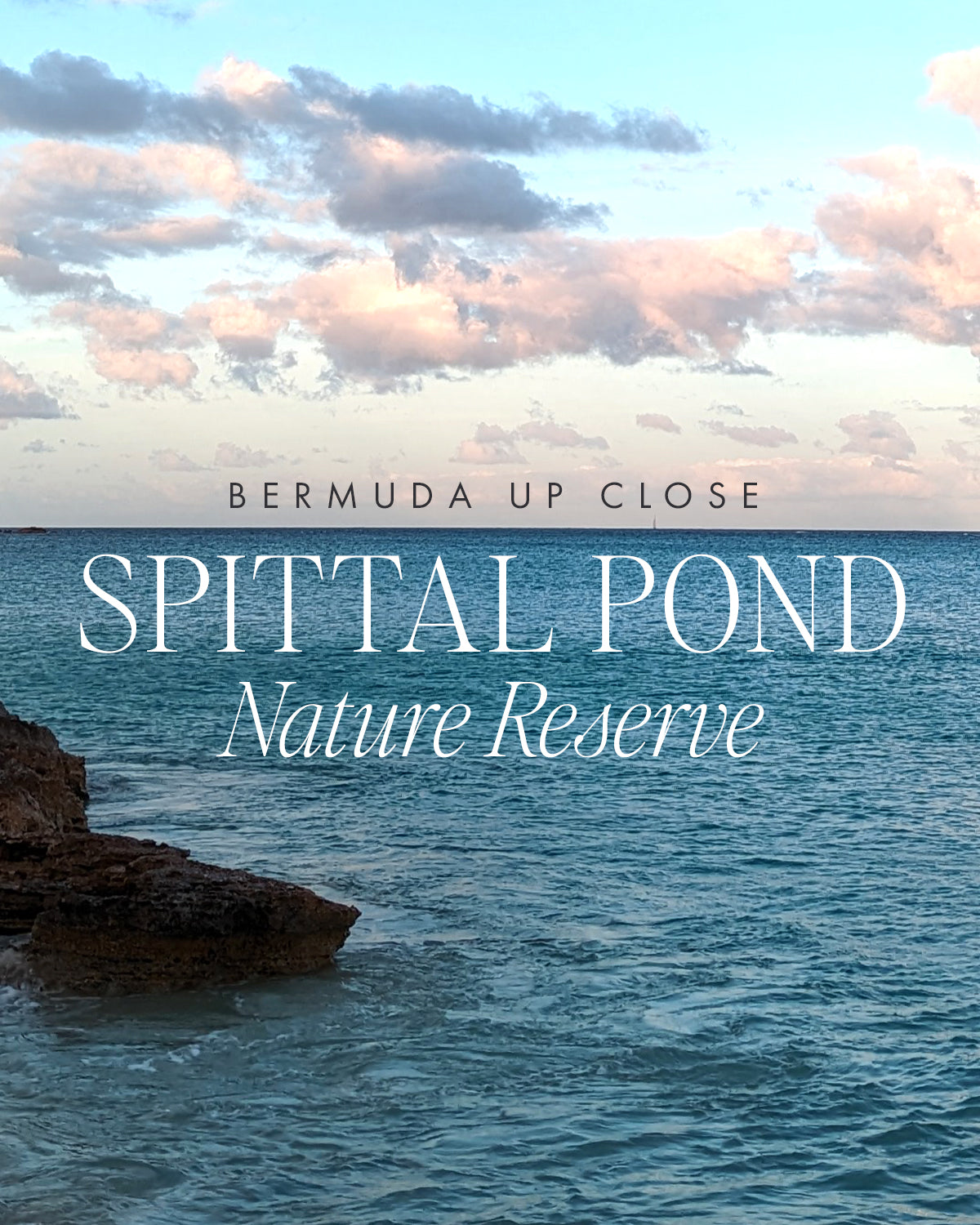 Bermuda Up Close : Spittal Pond Nature Reserve